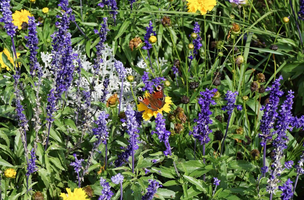 Volunteering Opportunity: Big Butterfly Count - Team London Bridge